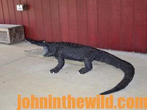 How to Determine an Alligator’s Worth with Louisiana’s Insta-Gator ...