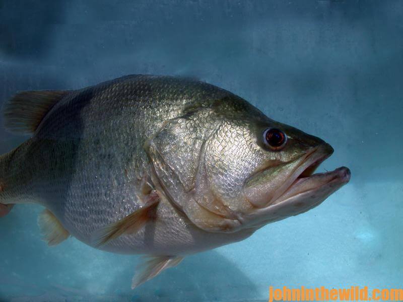 Breaking the Color Barrier to Catch Bass with Larry Nixon - John In The ...