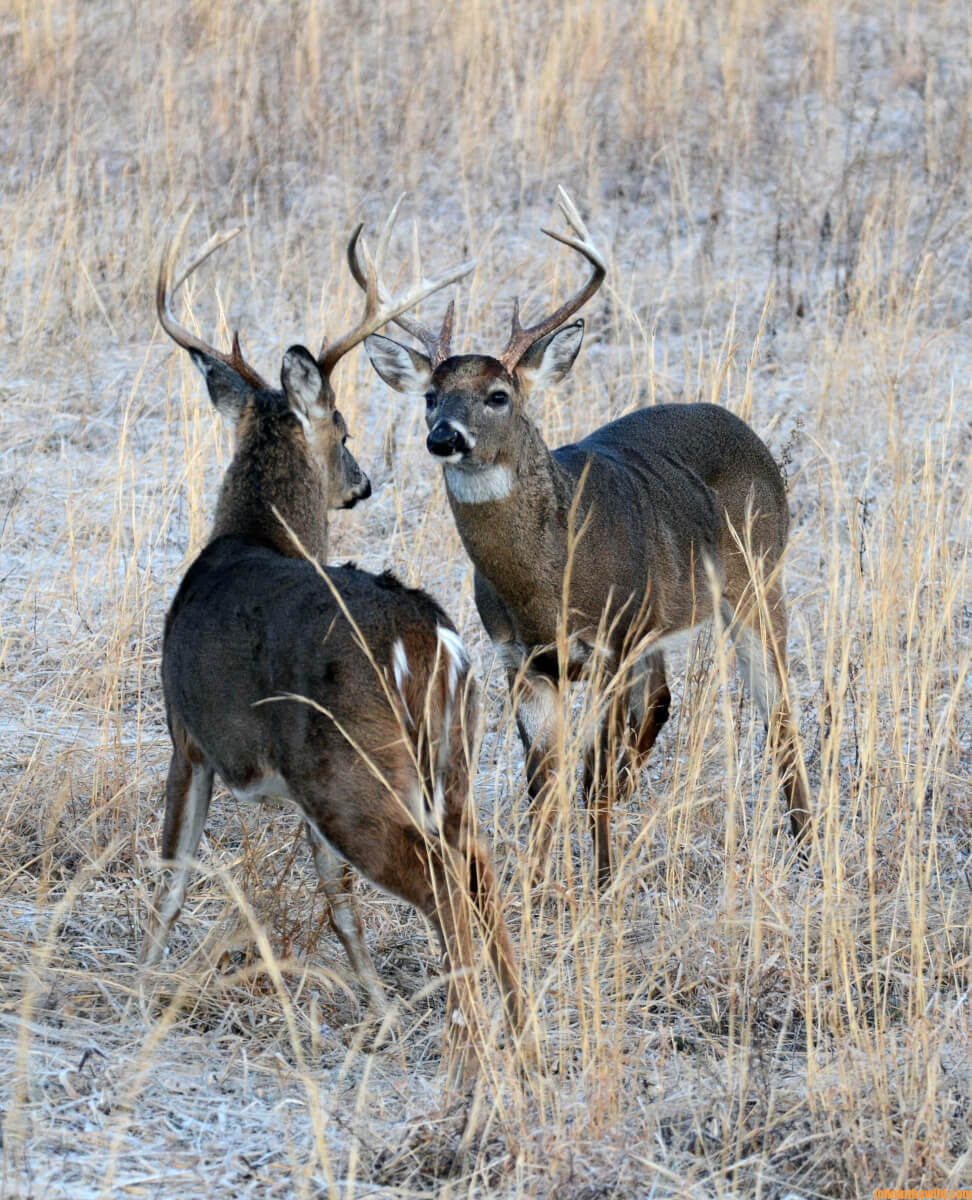 How Important Is Sanctuary to Having Deer on Your Land - John In The ...