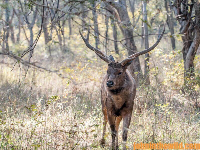 Hunting 700 Pound Deer in the Australian Outback - John In The WildJohn ...