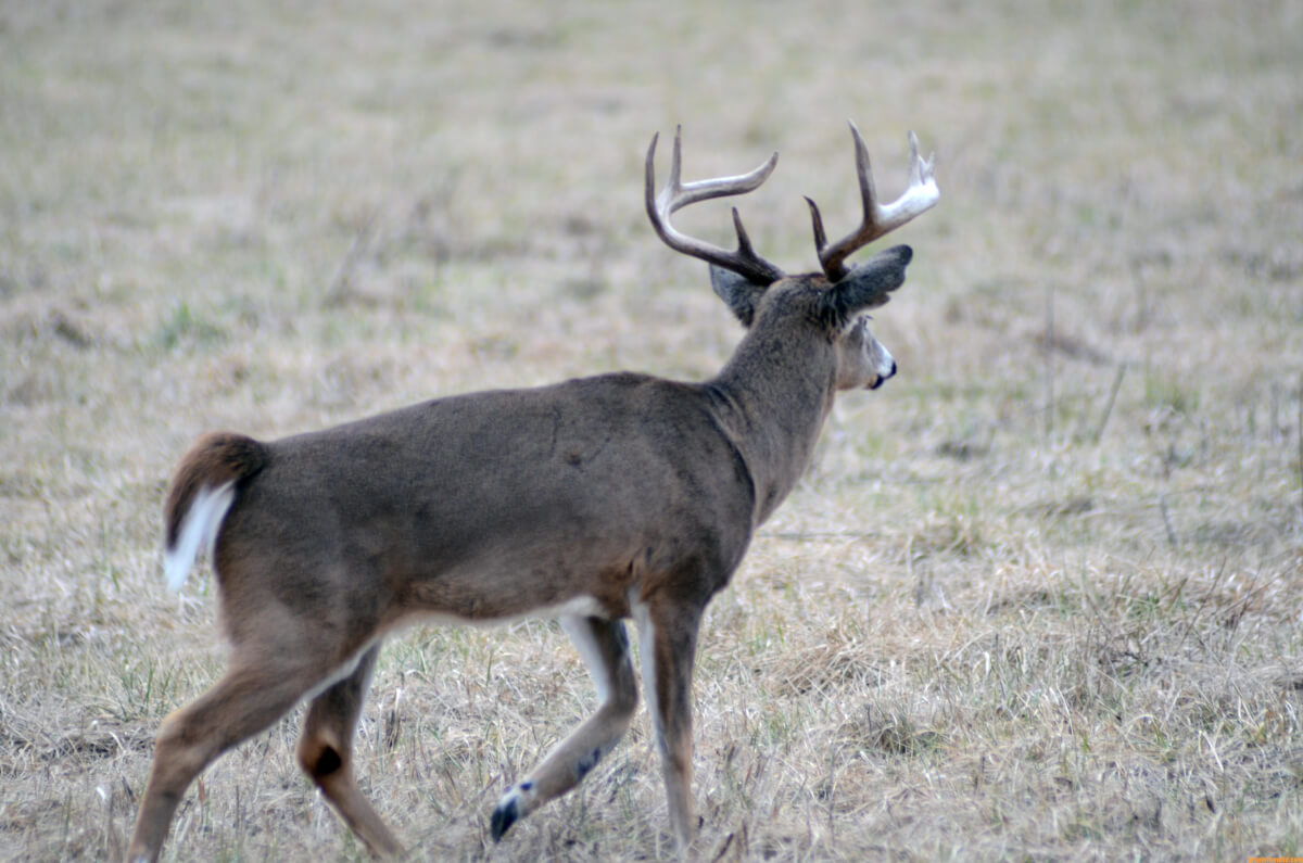 Learn Some of the Sounds Deer Make to Hunt Smarter Day 3: Why Use the ...