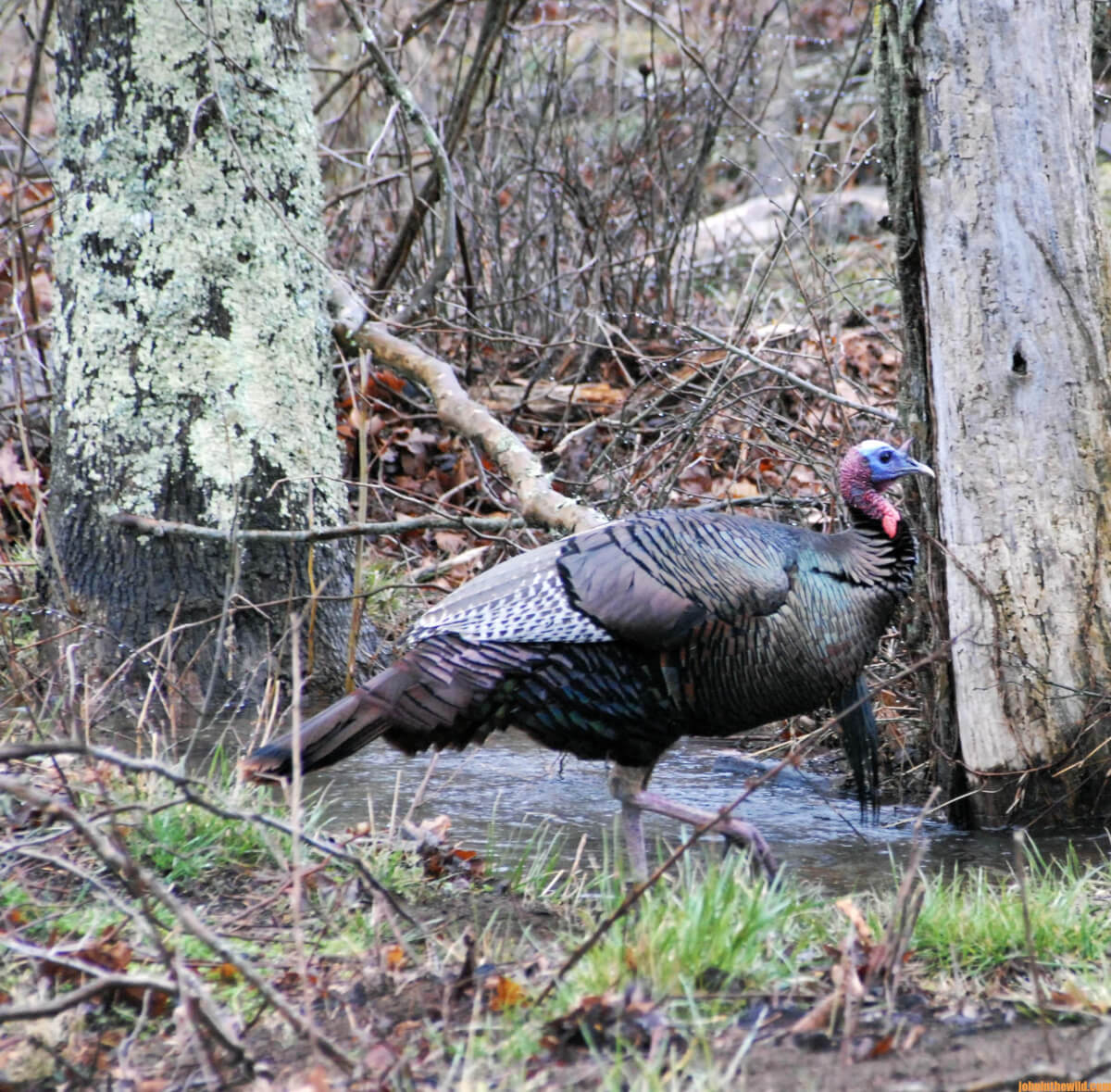 How Alex Rutledge Finds and Takes Turkeys Day 3: How to Hunt Turkeys on ...