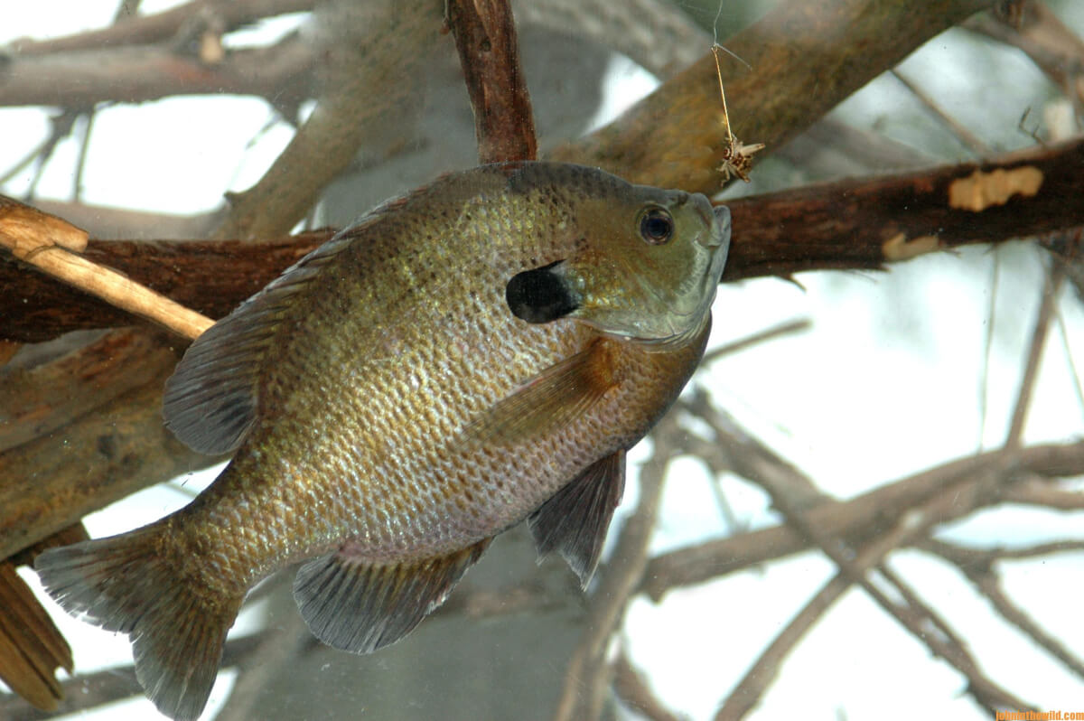 Have Fun and Catch Big Bream Day 3: How to Catch Boathouse Bluegills ...