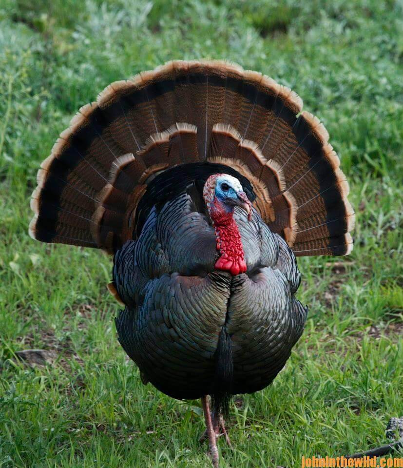 Lessons Learned to Take Bad Turkeys with J. Wayne Fears Day 5: Taking ...