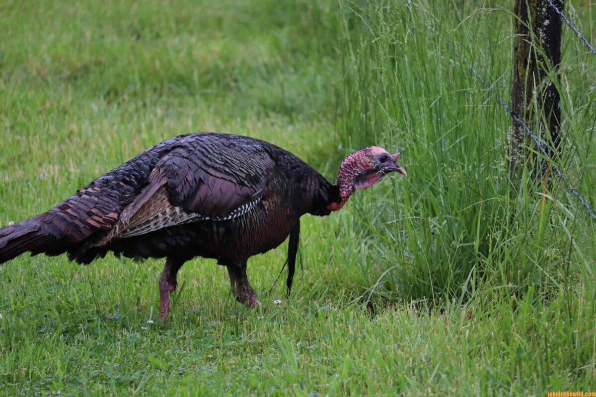 Lessons Learned to Take Bad Turkeys with J. Wayne Fears Day 3: Bagging ...
