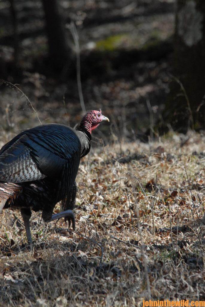 Lessons Learned to Take Bad Turkeys with J. Wayne Fears Day 2: Hunting ...