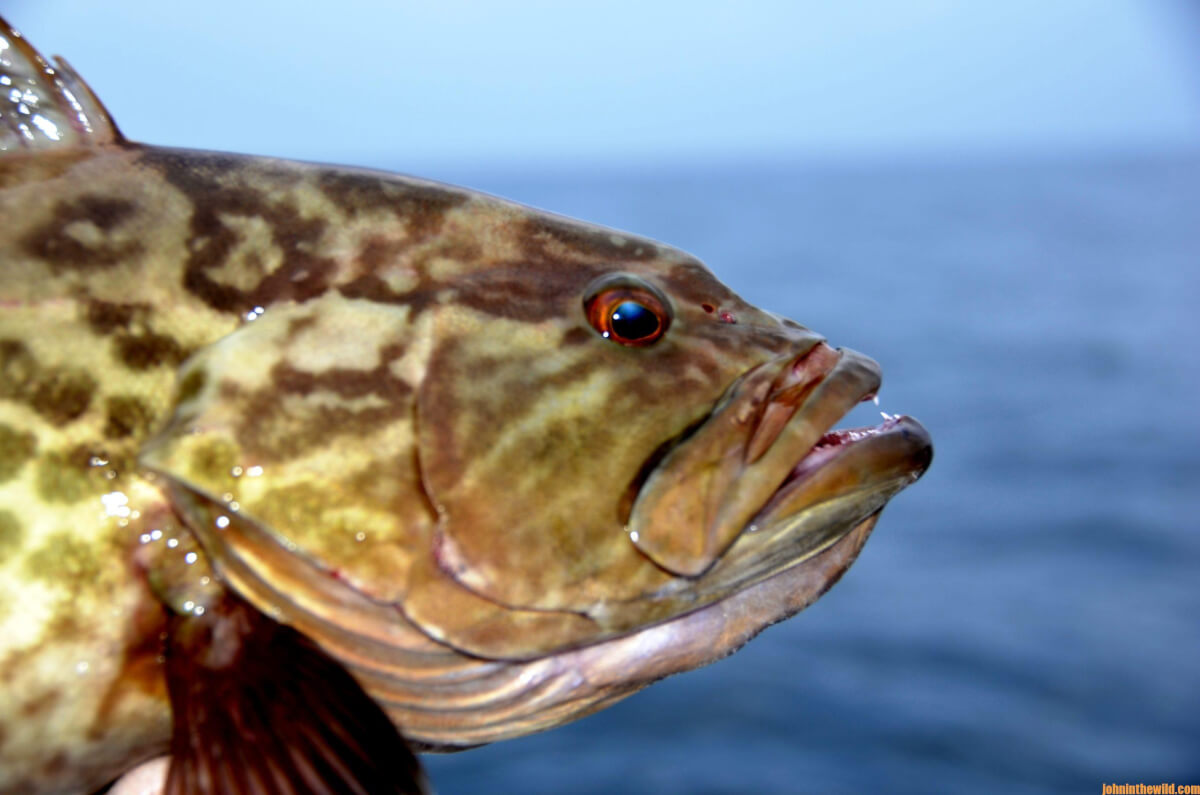 How to Catch August’s Inshore and Offshore Saltwater Fish Day 4: Catch ...