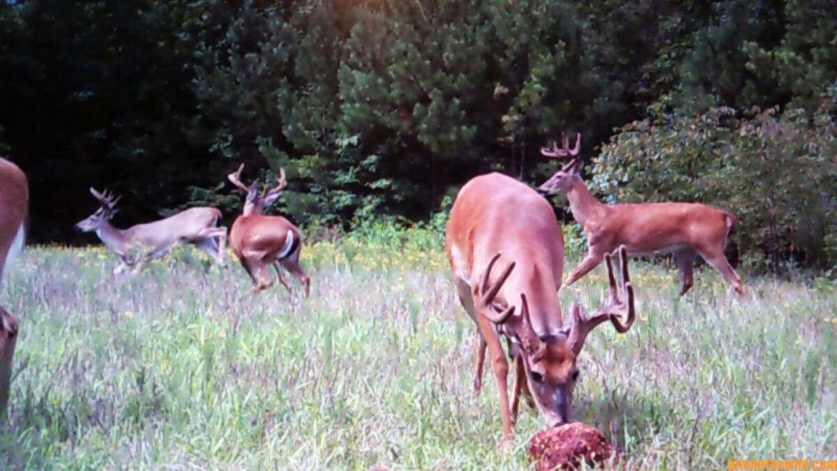 Alan Benton Shares his Deer Hunting Secrets Day 3: Alan Benton has ...