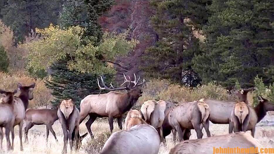 Mia Anstine – Adventures of an Unlikely Elk Guide Day 5: When Mia ...