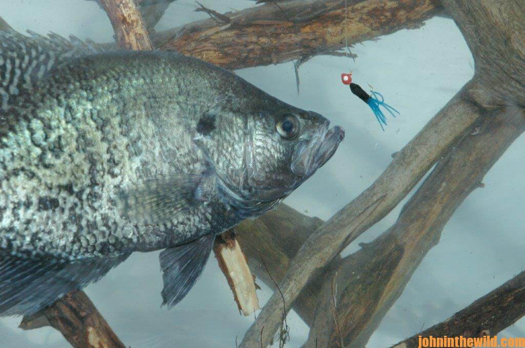 Secrets of Expert Crappie Farmer Tony Adams for Year-Round Crappie ...