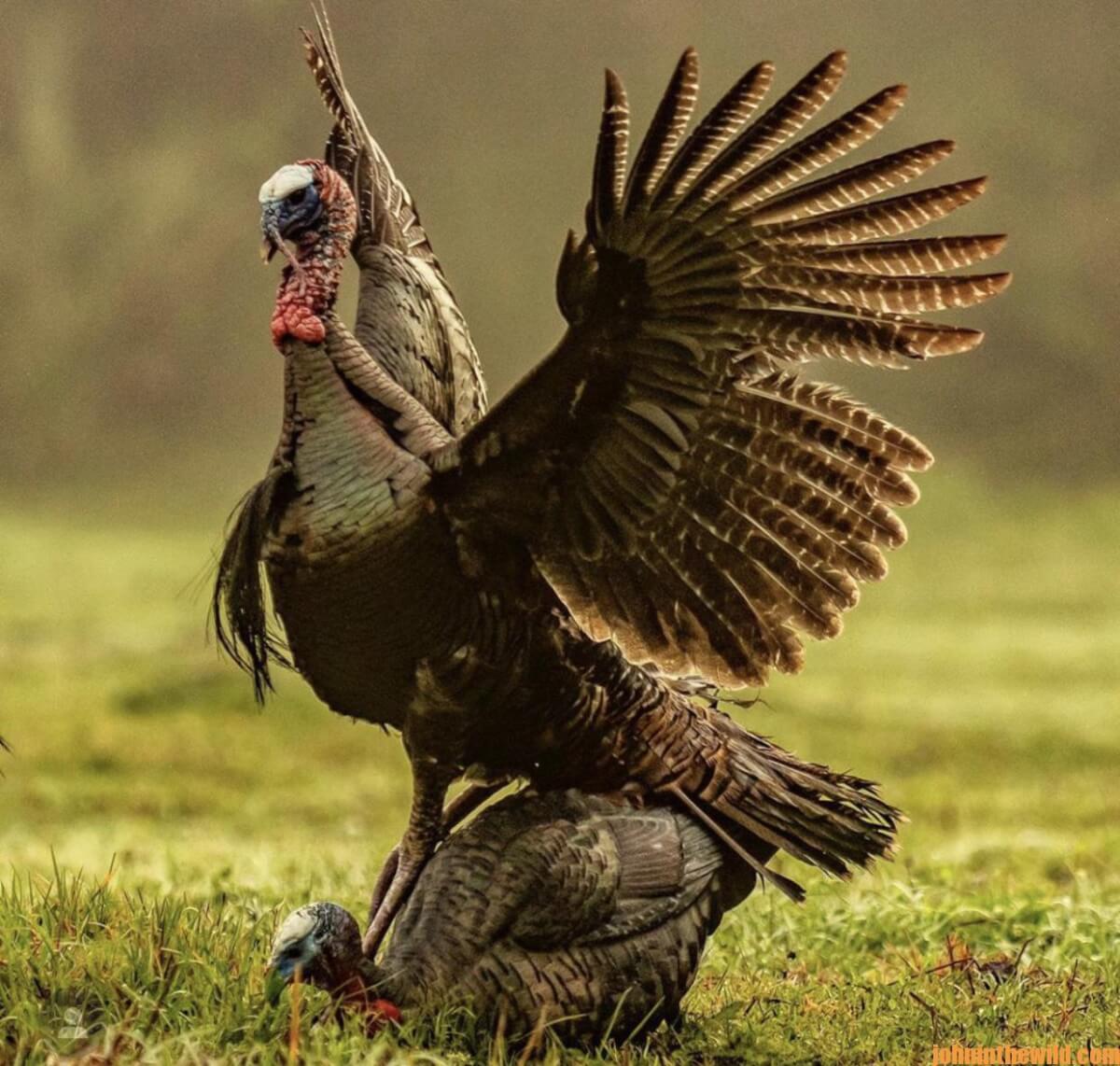 Learn about Deer, Turkeys and a Panther Attack with Guide Jason Cook ...