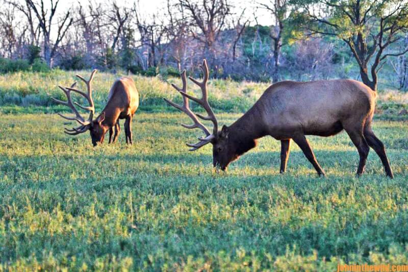 Hunting Elk & Mule Deer Day 2: Why Climb High for Elk - John In The ...