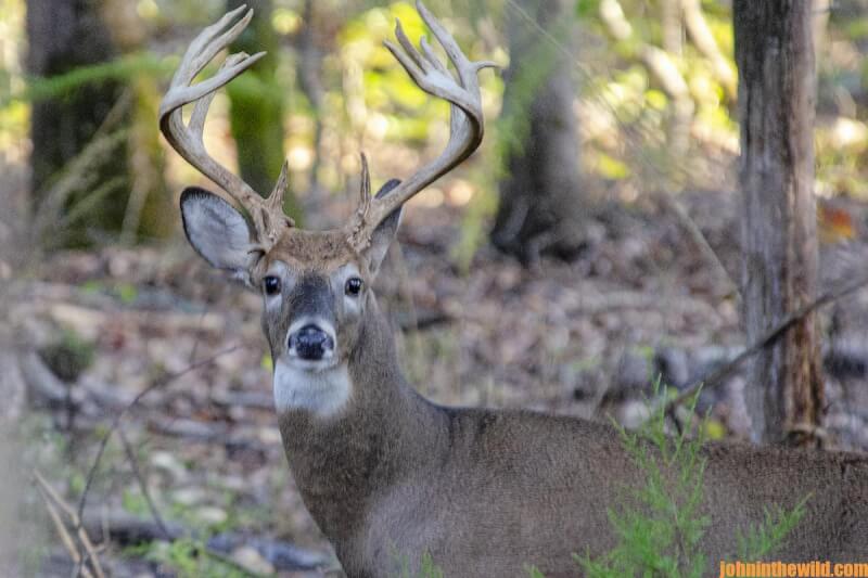 “Hunt Pines and the Lulls for Deer” Day 1: Hunt Deer in the Pines Years ...