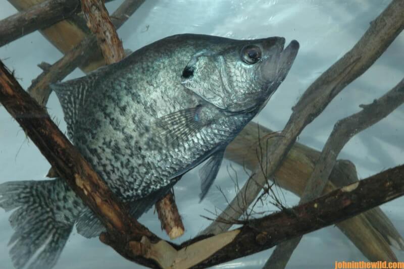 Crappie Fishing When a Cold Front Hits Day 4: Fish Cover & Make Set ...