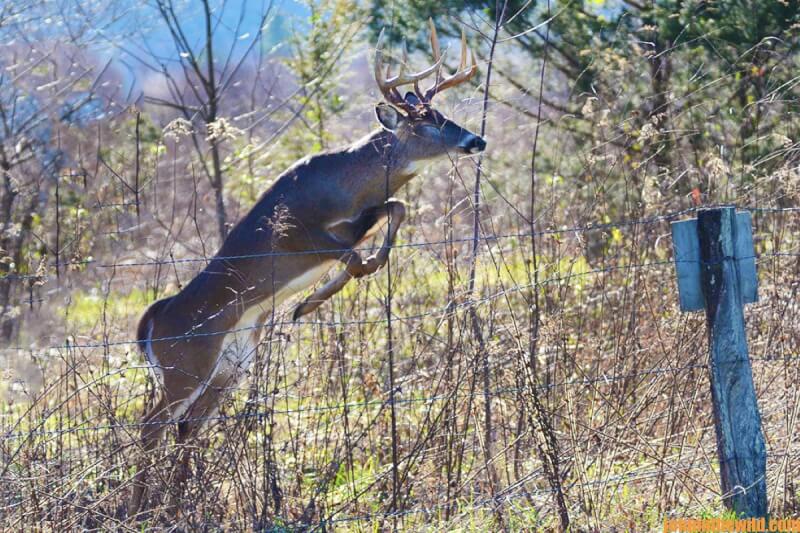 Hunt Deer Two Seasons Day 1: Why Hunt Deer with a Bow - John In The ...