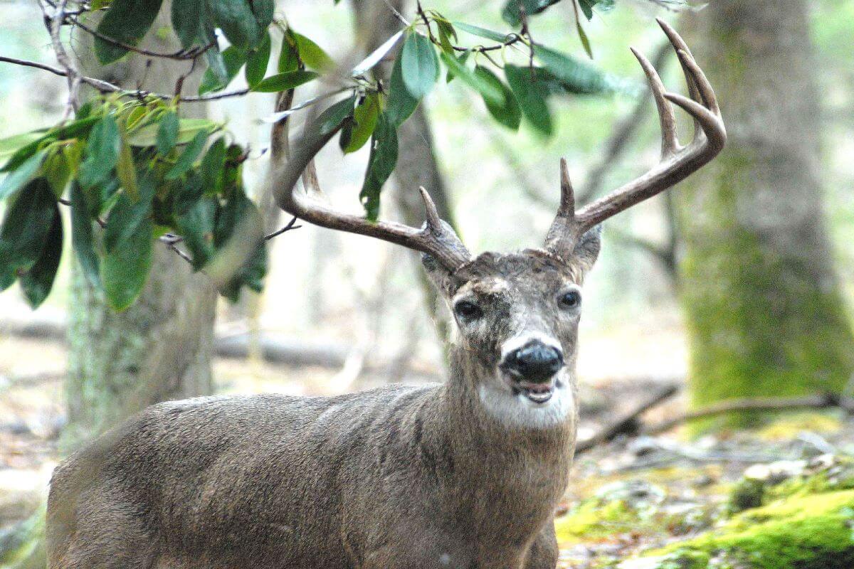 Learning More about Deer Day 1: Understand How Coyotes Impact Deer ...