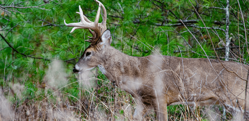 How to Think Like a Buck Deer Day 1: Know the Field Deer’s Mindset ...