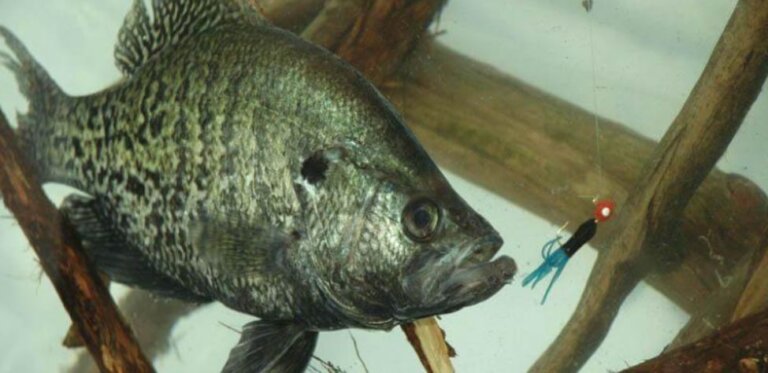 Catching Summertime Crappie Day 2: Identify Crappie Structure with ...