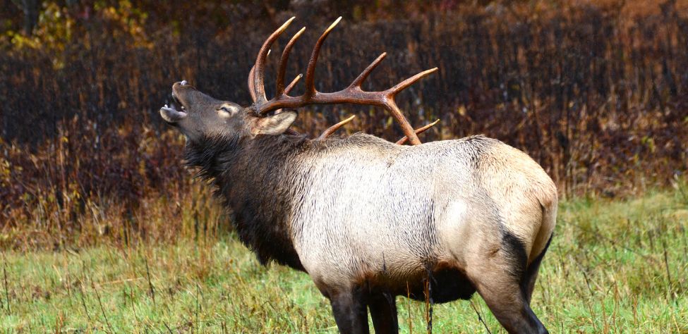 Taking Big Game with Different Weapons Day 1: Trading Beavers for Buck ...