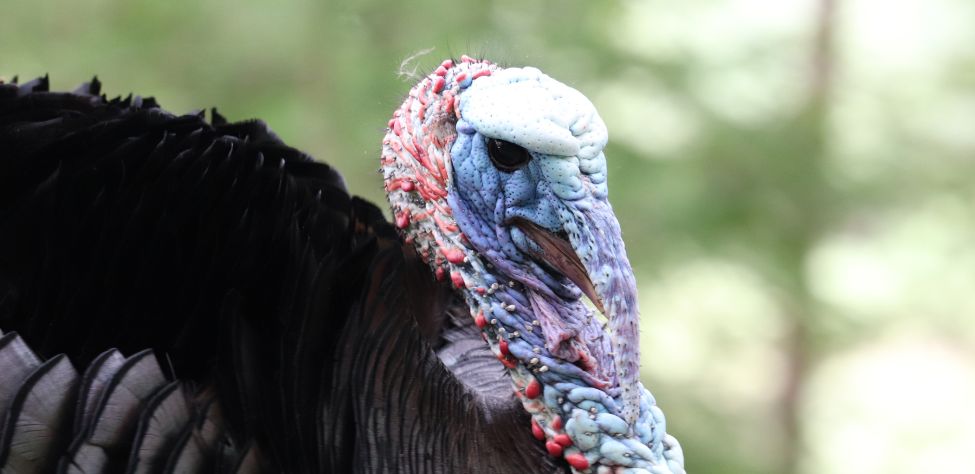 Turkey Tales from J. Wayne Fears Day 1: Taking the Ole Bend Turkey ...