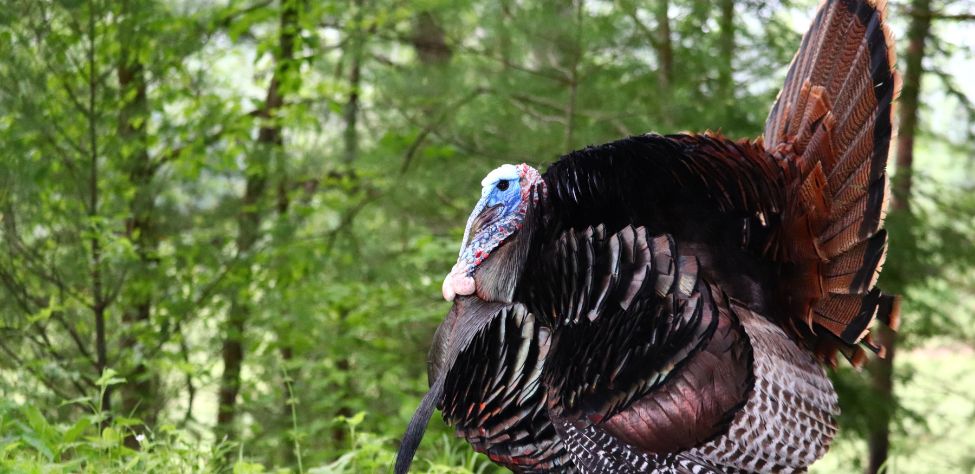 Turkey Tales from J. Wayne Fears Day 2: Hunting the Reincarnated Turkey ...