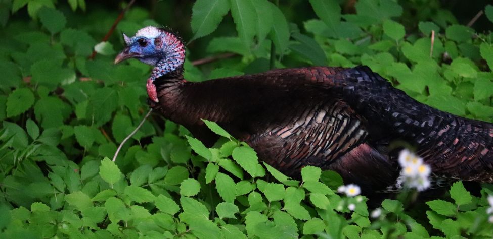 Turkey Tales from J. Wayne Fears Day 3: Taking the Turkey Named Romeo ...