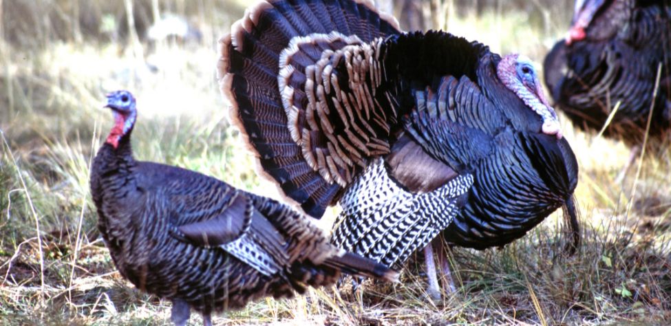Turkey Tales from J. Wayne Fears Day 4: Getting the Texas Captain Cook ...