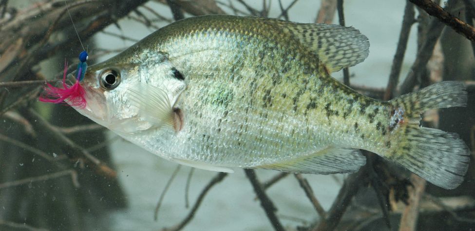 Catching Springtime Bank Bound Crappie Day 2: Catching Springtime Ditch ...
