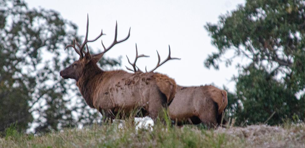 “Hunting Elk and Mule Deer" Day 3: Train to Hunt Competitions Help You ...