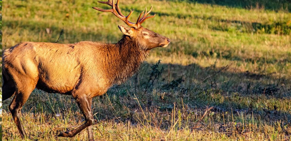 “Hunting Elk and Mule Deer" Day 1: A Successful Elk Hunt - John In The ...